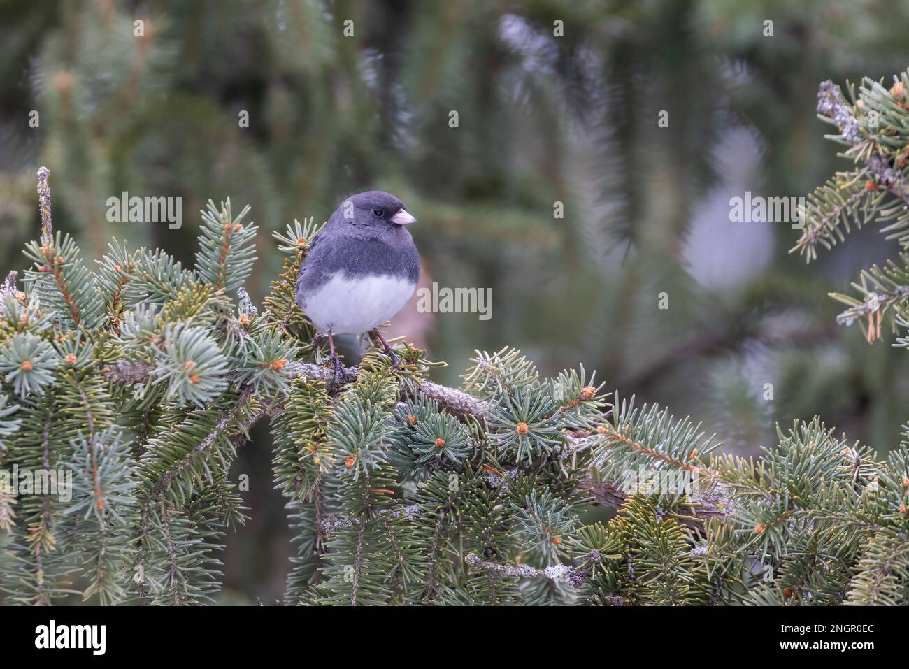 dark-eyed junco (Junco hyemalis) in winter Stock Photo - Alamy