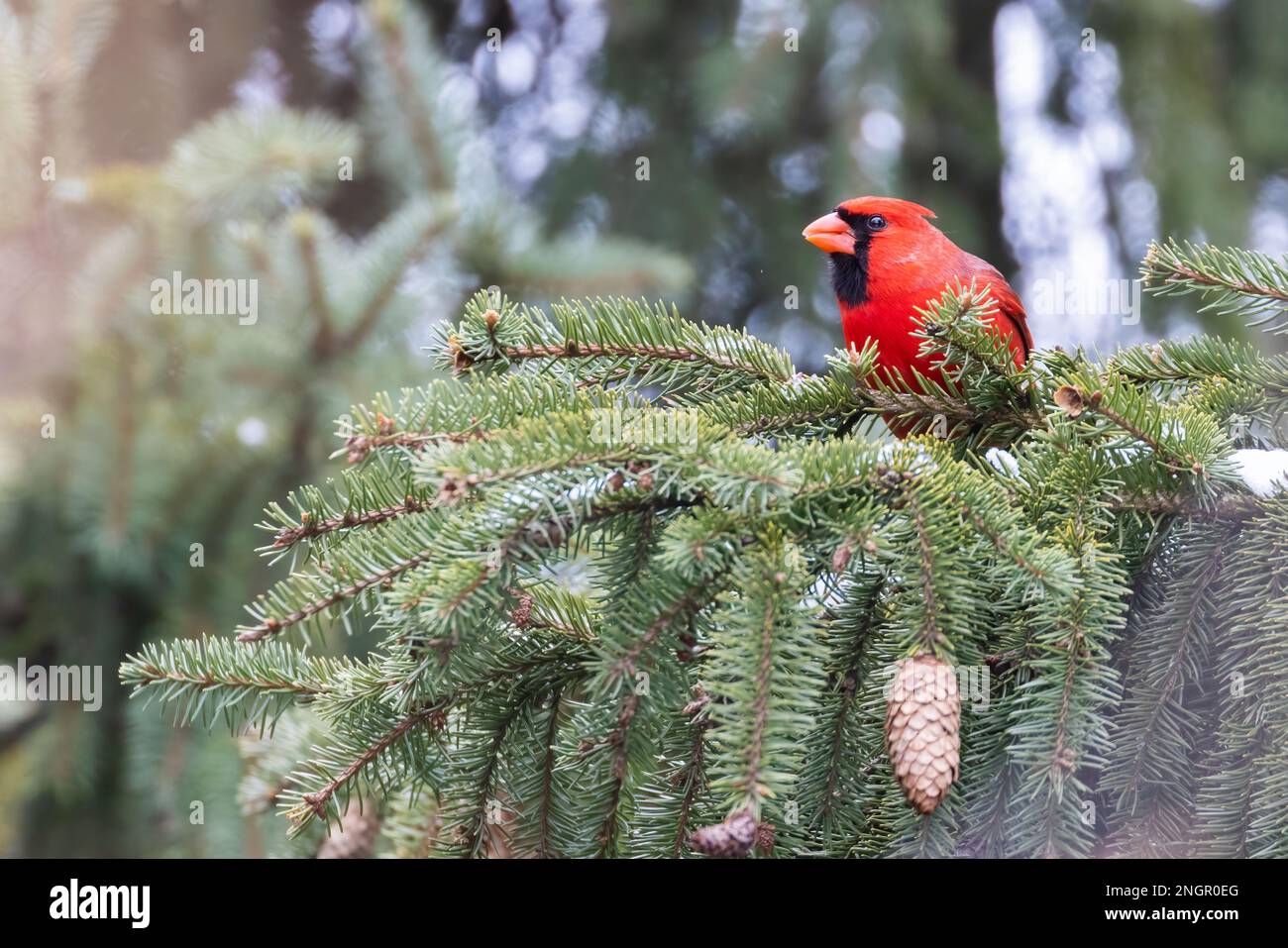 Male northern cardinals snowstorm hi-res stock photography and images ...