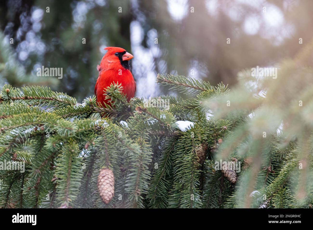 Cardinal bird in winter pair hi-res stock photography and images - Alamy