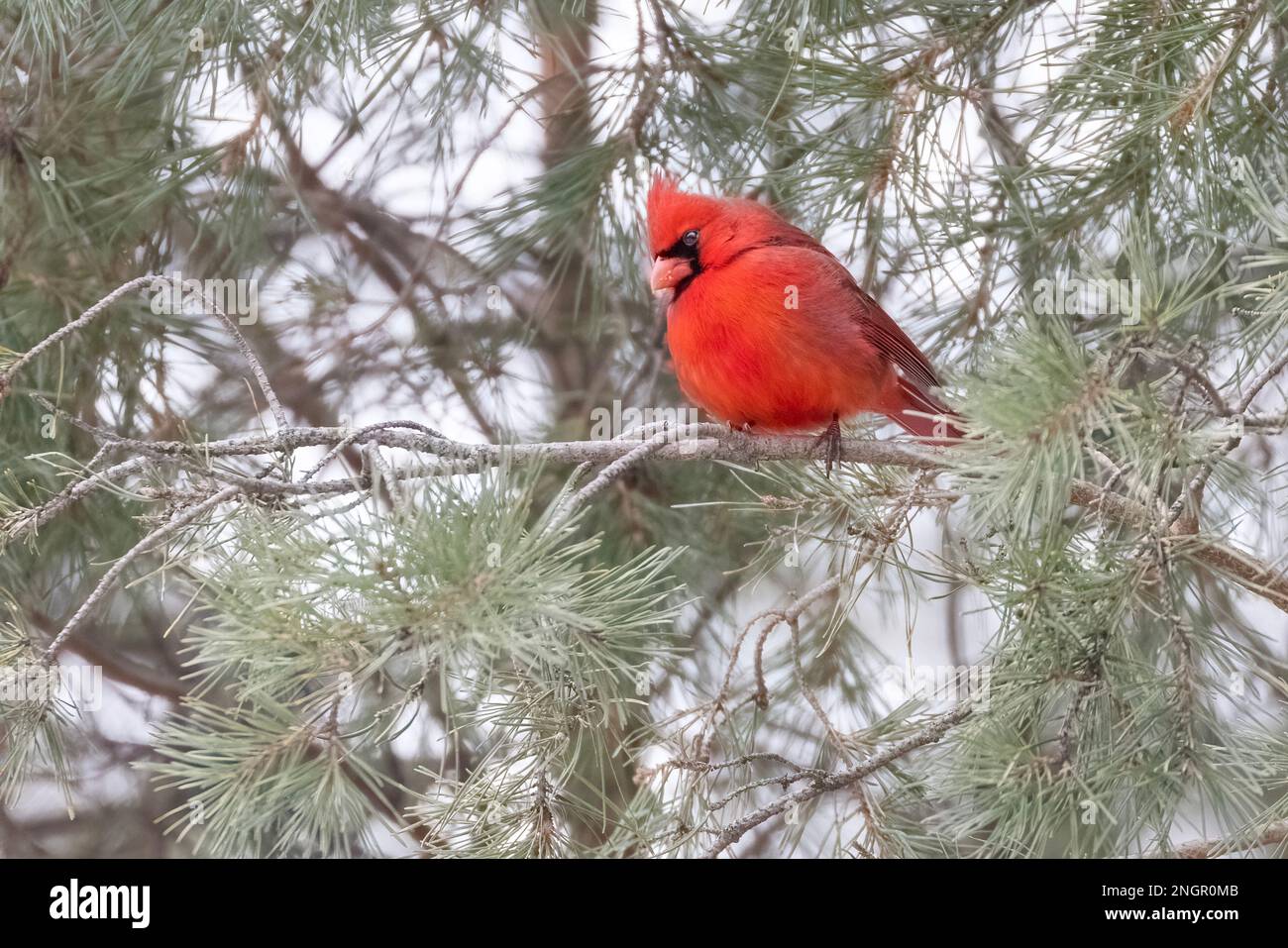 Male northern cardinal (Cardinalis cardinalis) in winter Stock Photo ...