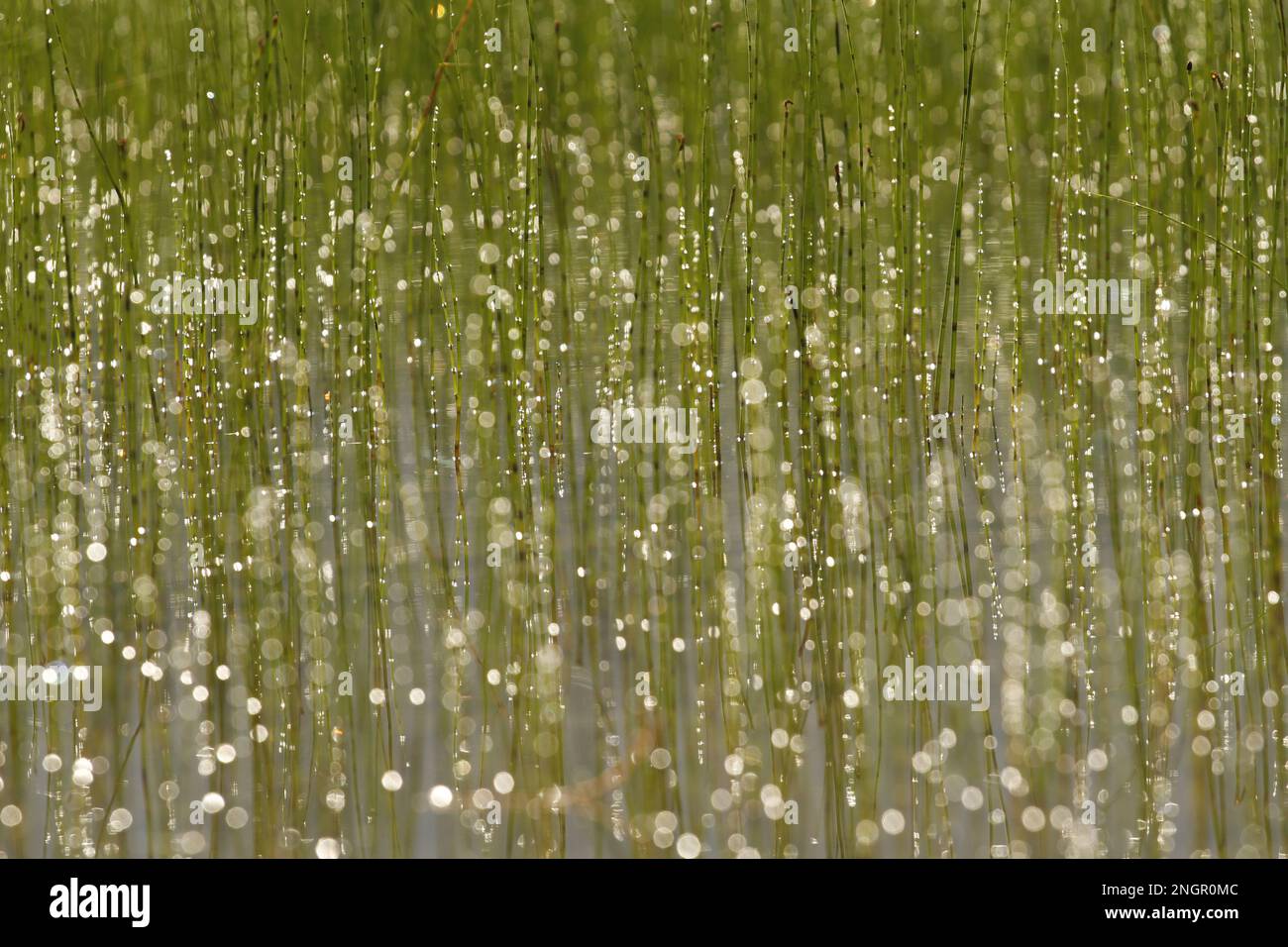 Close up of long water grasses coming out of a lake with dew droplets ...