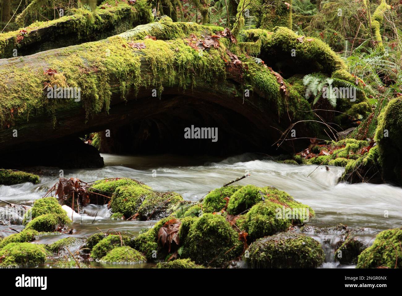 Long exposure of Tod Creek running through the Vancouver Island forest ...