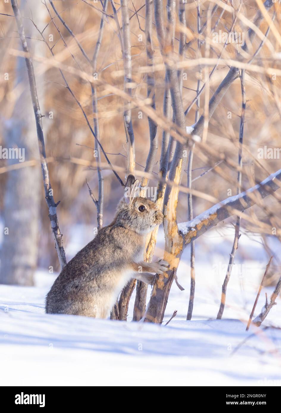 eastern cottontail (Sylvilagus floridanus) damaged tree in winter Stock ...