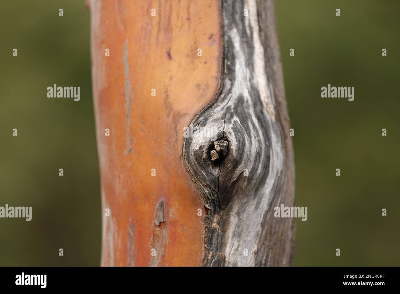 Close up of the texture and pattern of orange and white bark of the ...