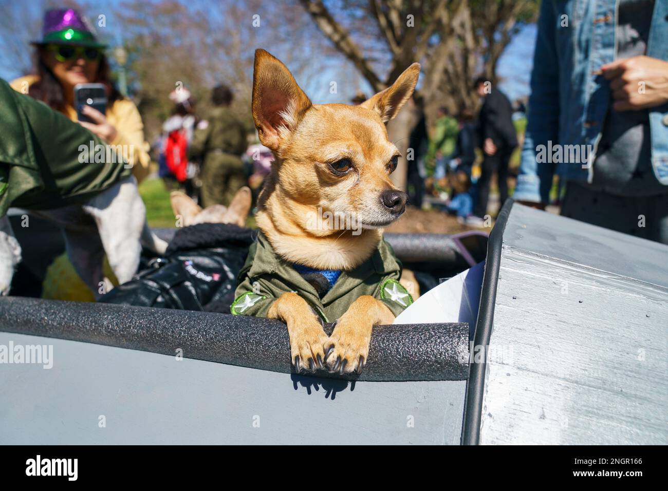 Dogs and their owners are seen at the Krewe Of Barkus parade on Sunday ...