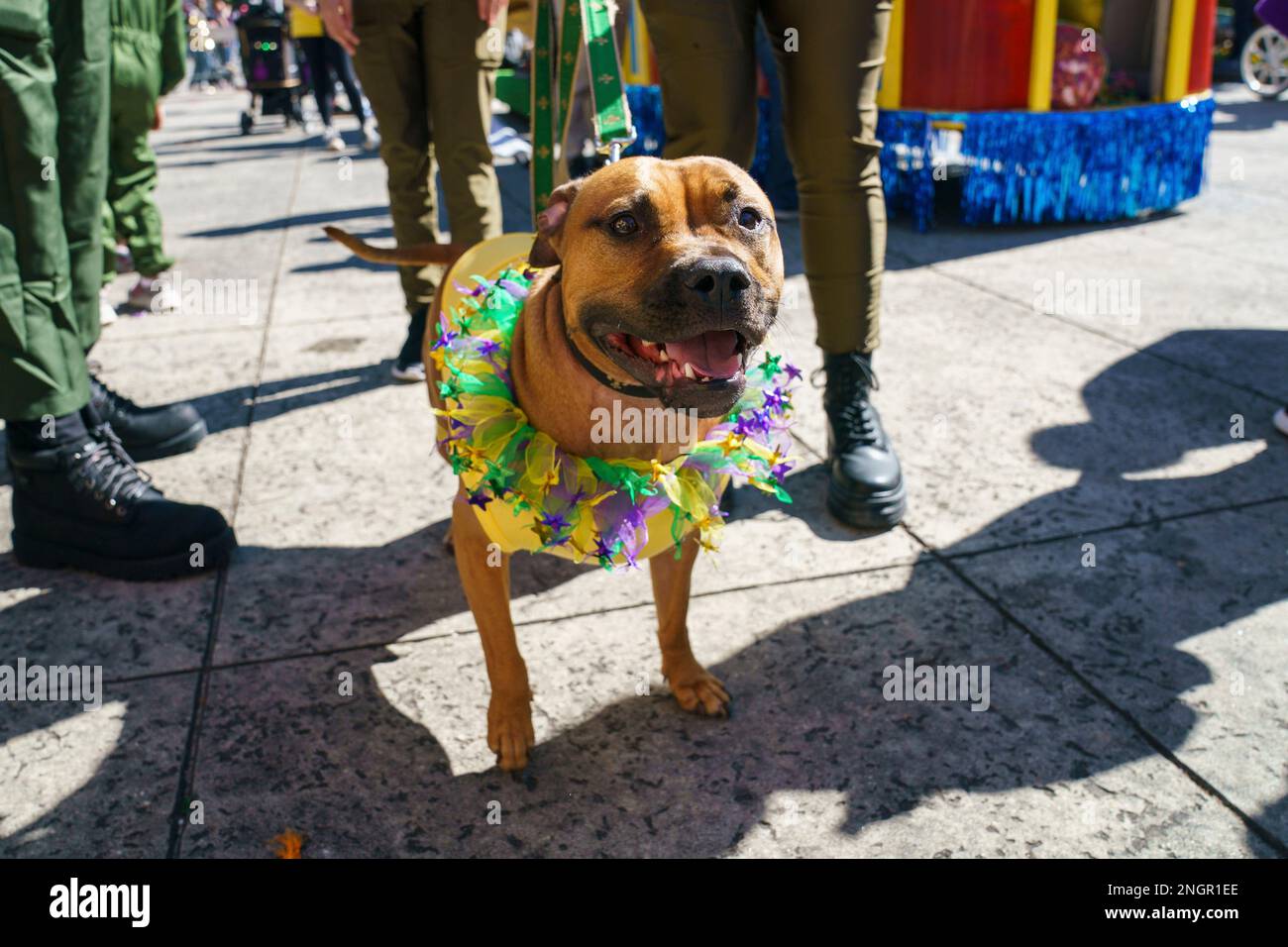 Dogs and their owners are seen at the Krewe Of Barkus parade on Sunday ...