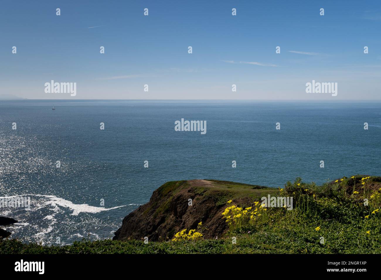 Patch of yellow Oxalis flowers blooming in Sausalito, Marin Headlands ...
