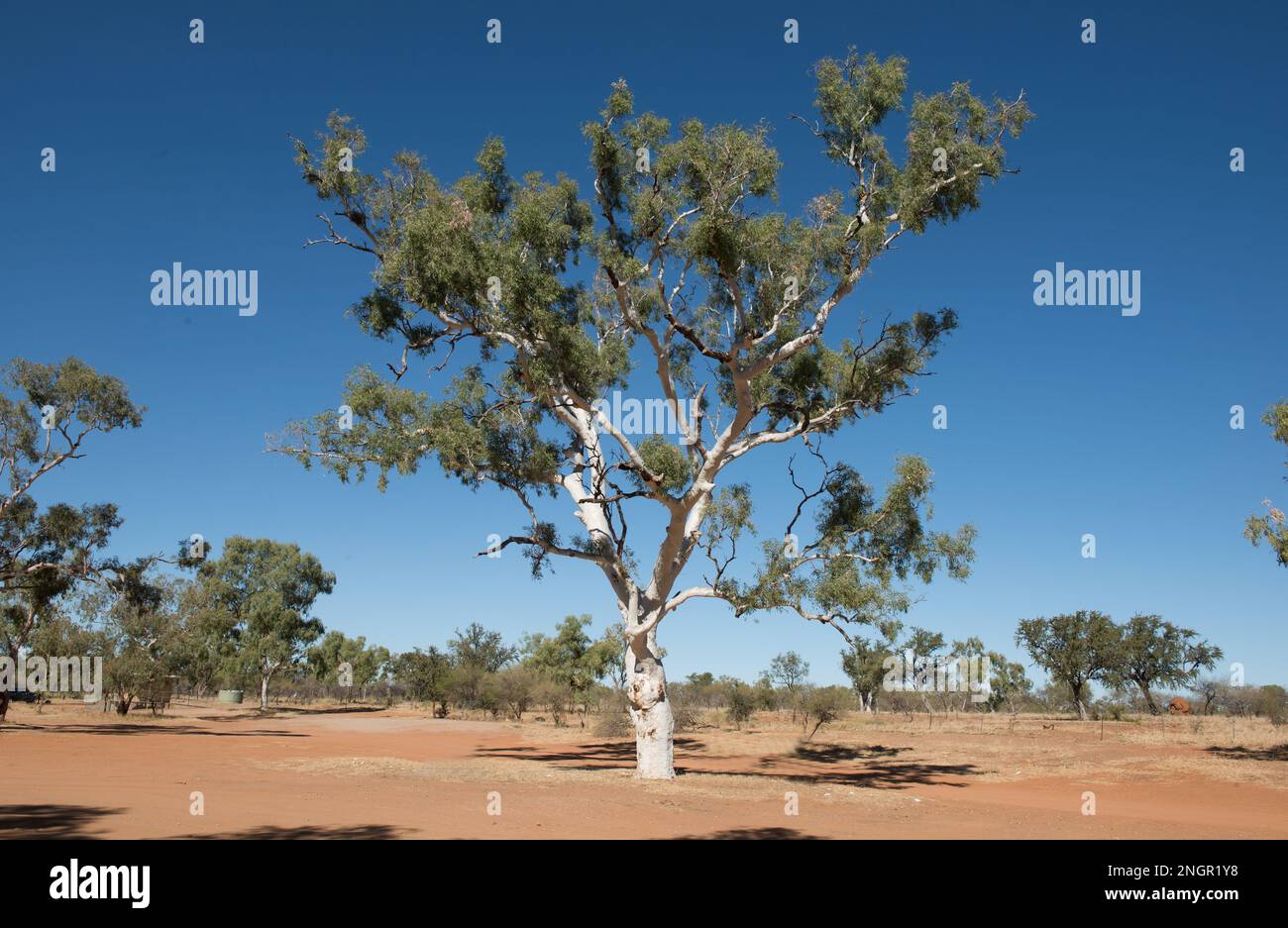 Ghost gum tree hi-res stock photography and images - Alamy