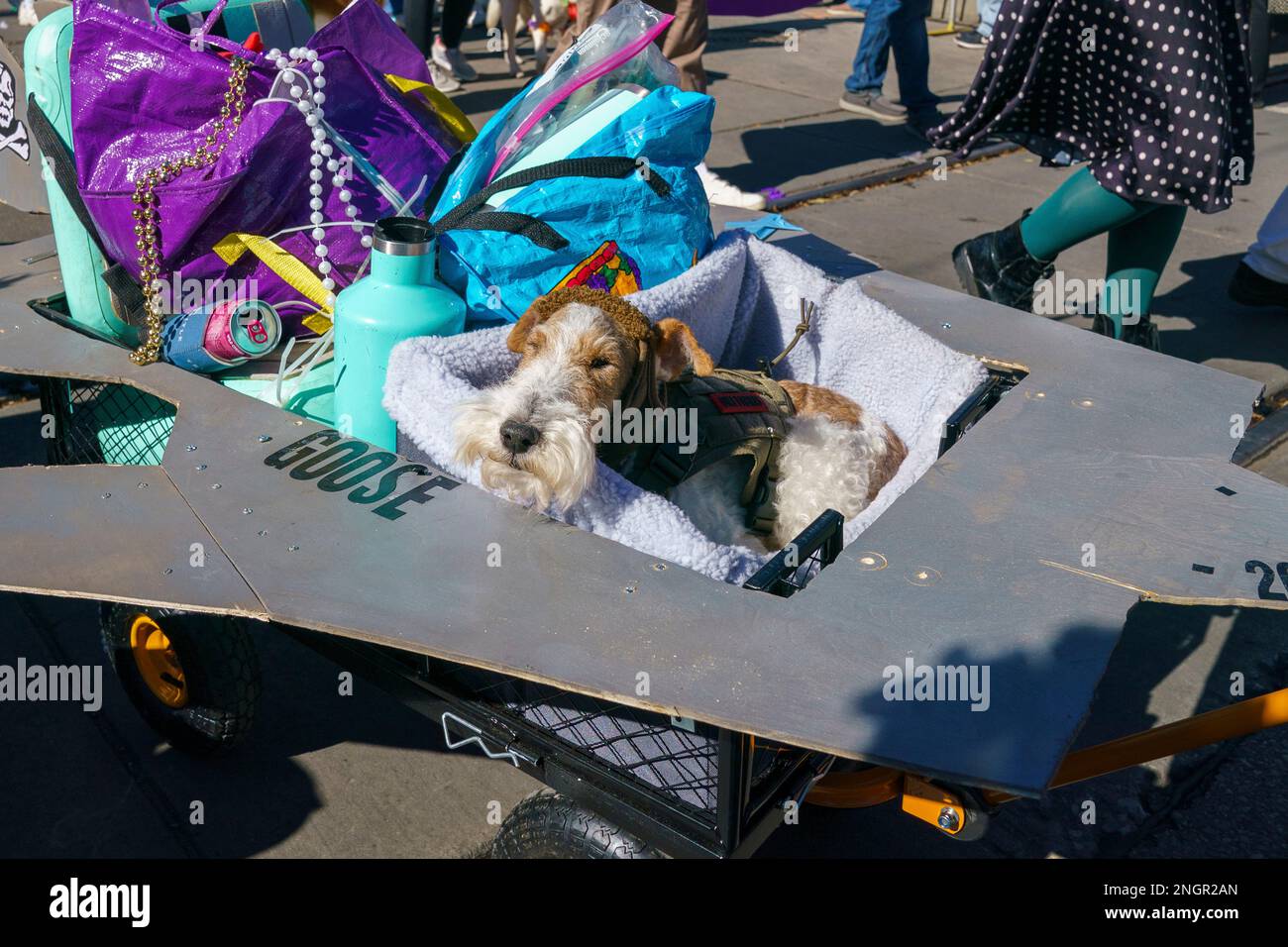 Dogs and their owners are seen at the Krewe Of Barkus parade on Sunday ...