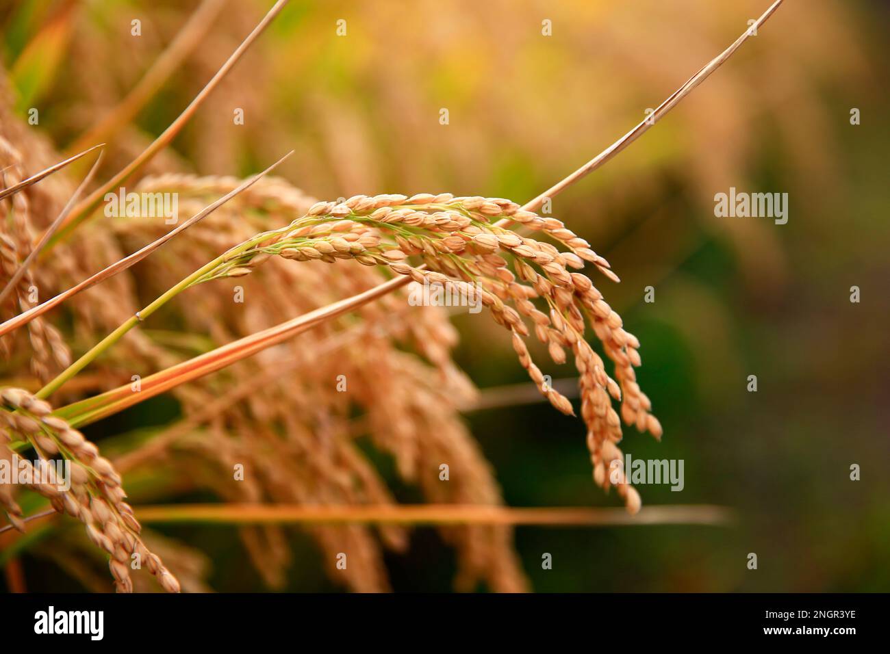 Mature rice farm in the country Stock Photo - Alamy