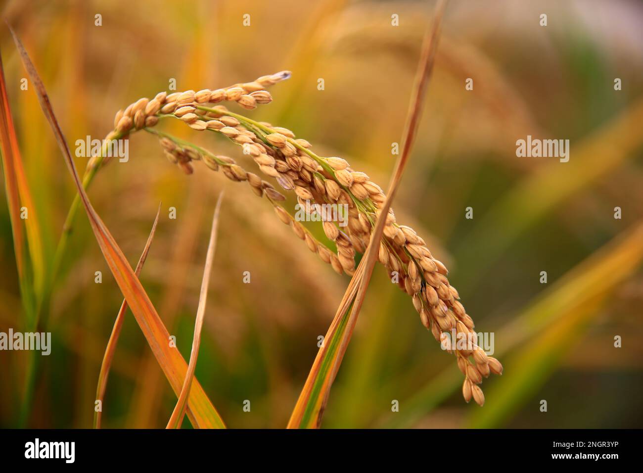 Mature rice farm in the country Stock Photo - Alamy
