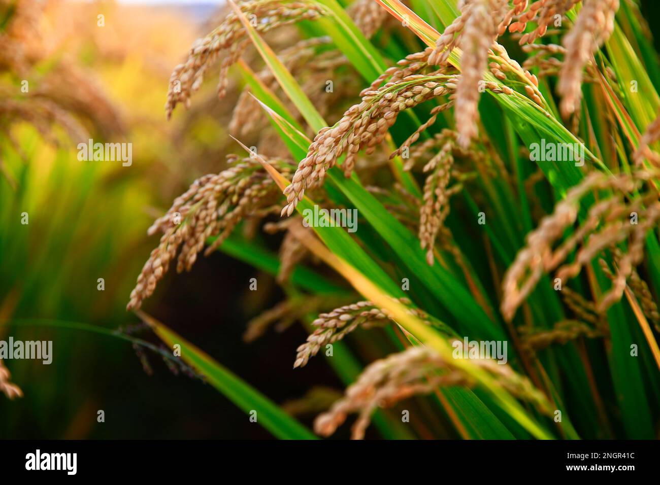 Mature rice farm in the country Stock Photo - Alamy