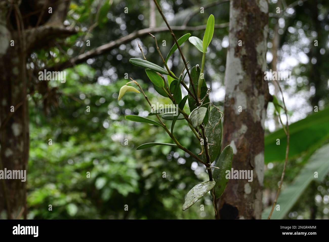 Wild orchids growing on tree hi-res stock photography and images - Alamy