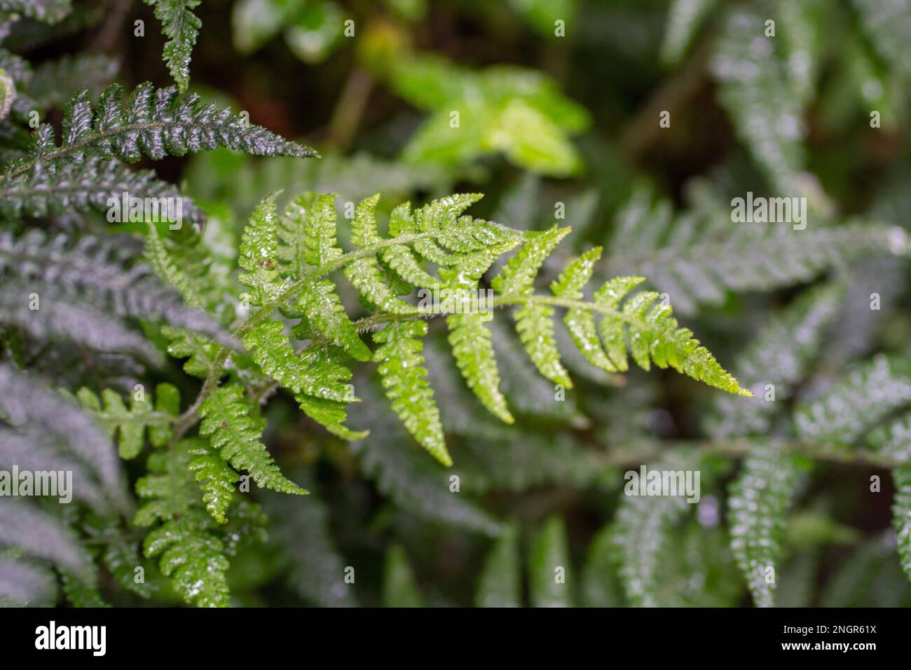 green fern plant in the middle of humid nature Stock Photo - Alamy