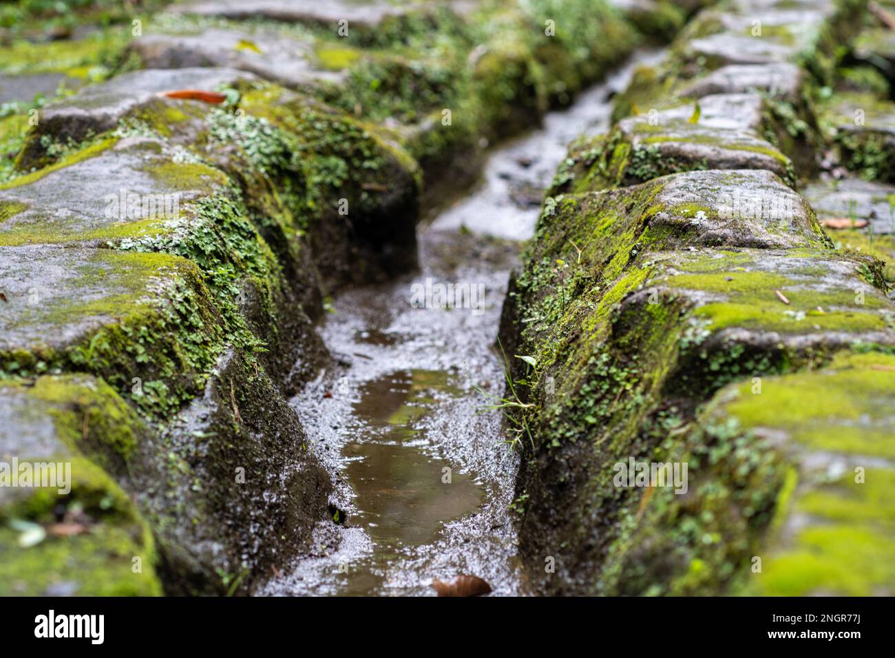 green mossy waterways in the middle of damp nature Stock Photo - Alamy