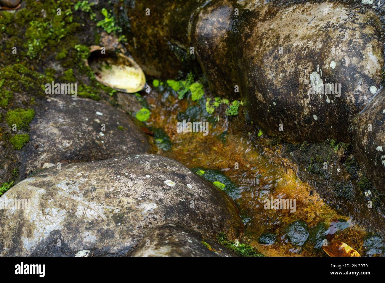 green mossy waterways in the middle of damp nature Stock Photo - Alamy