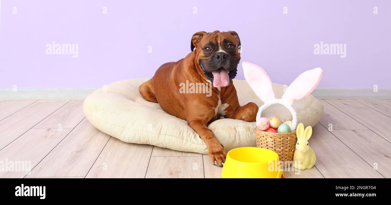 Boxer dog with Easter eggs and toy bunny at home Stock Photo - Alamy