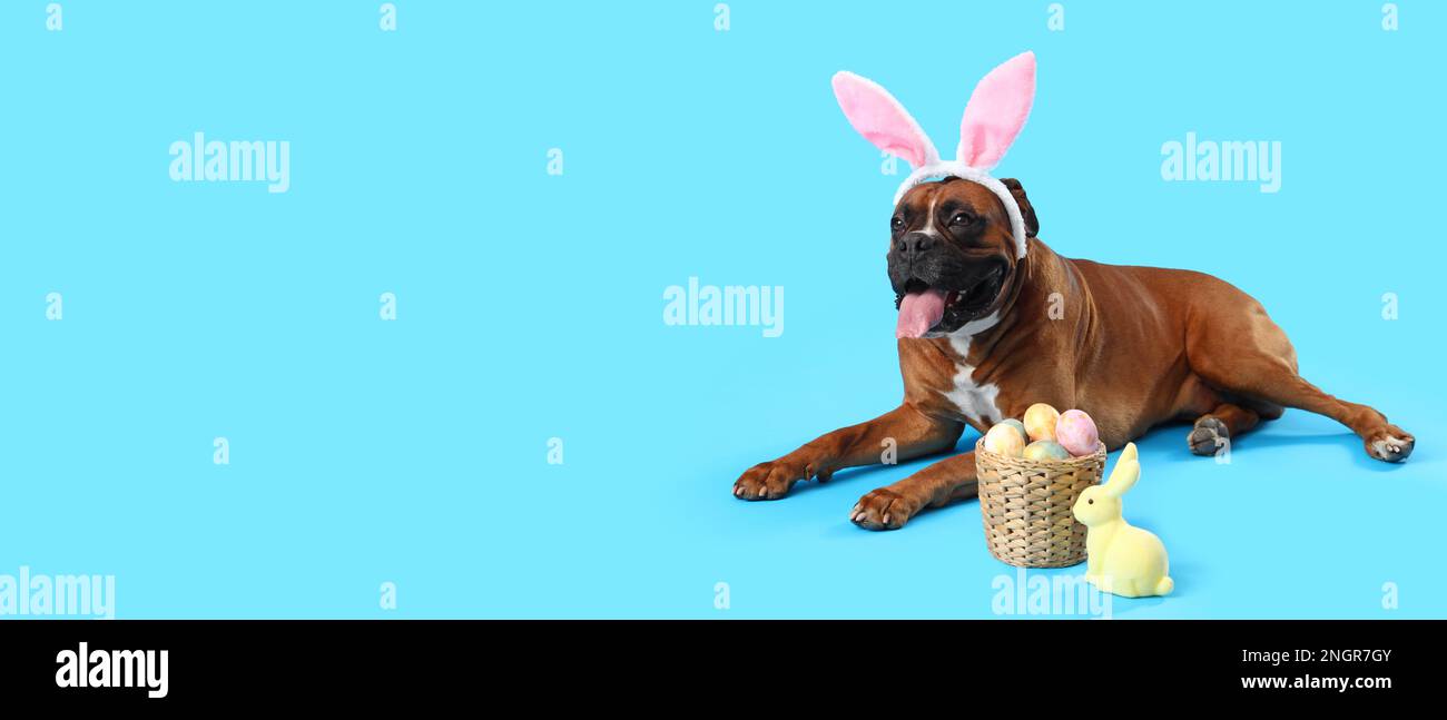 Boxer dog with bunny ears and Easter eggs on light blue background with ...