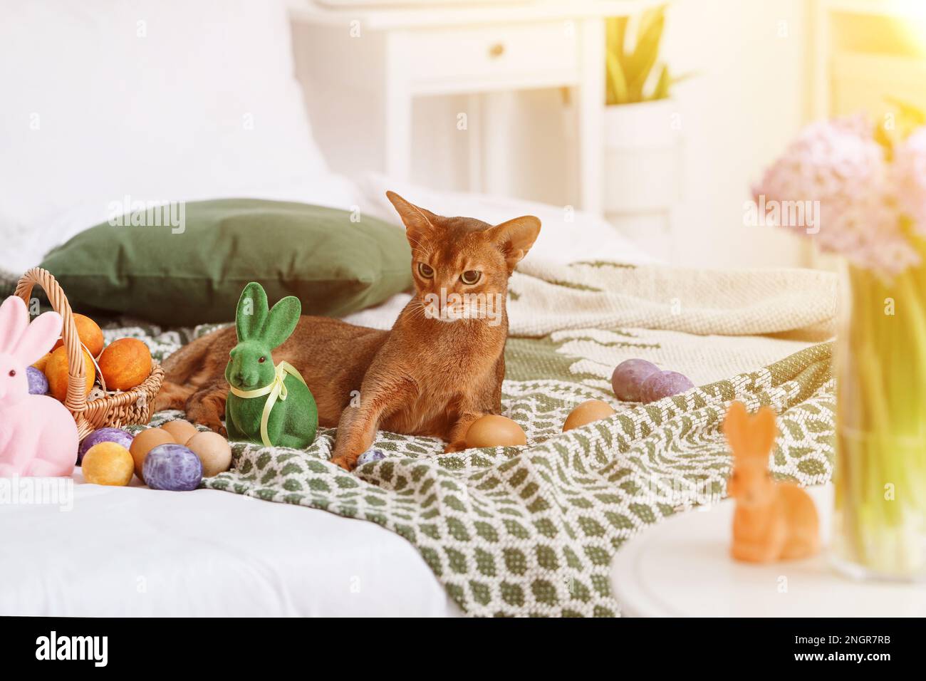 Abyssinian on bed hi-res stock photography and images - Alamy
