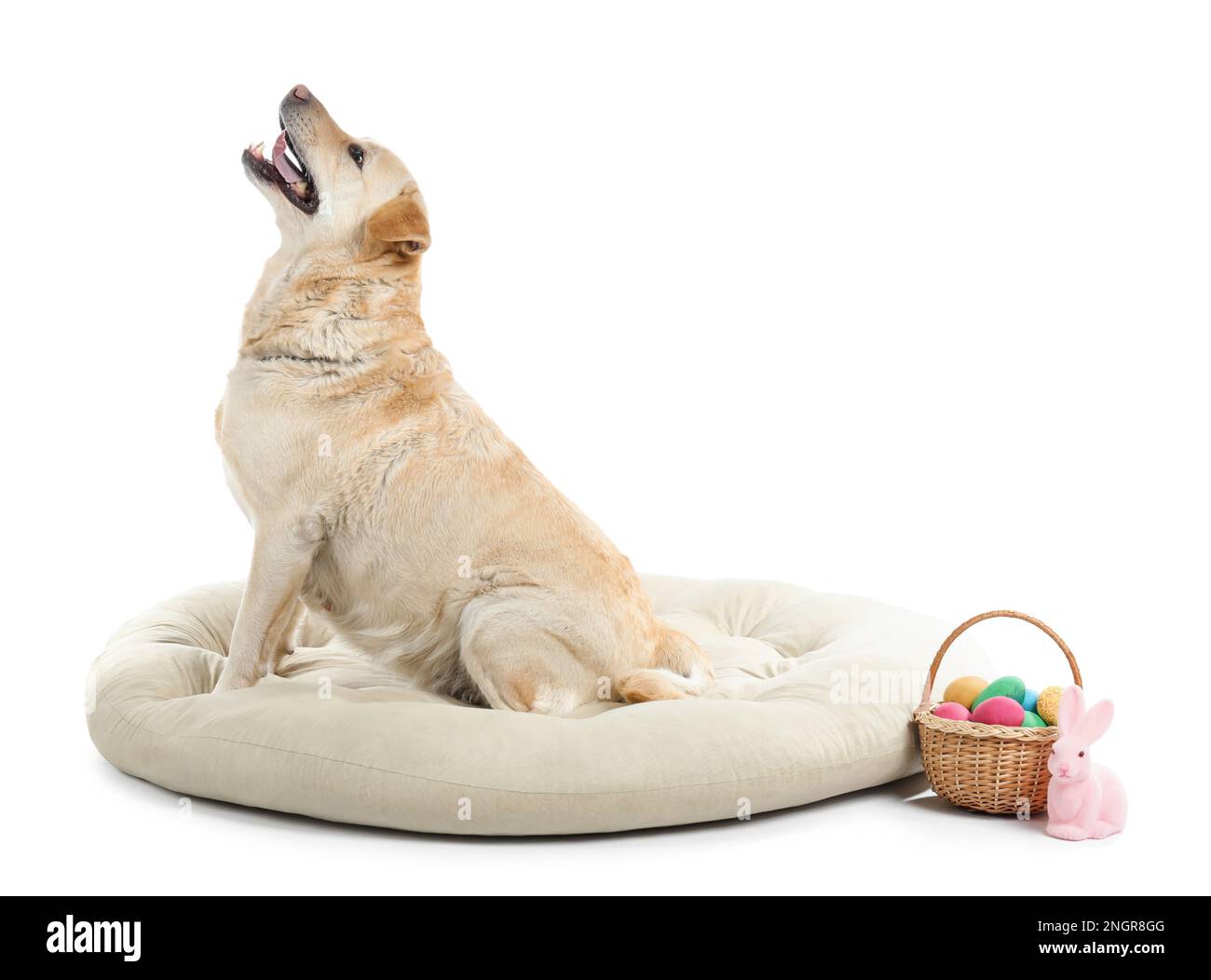 Cute Labrador dog with basket of Easter eggs and rabbit on white ...