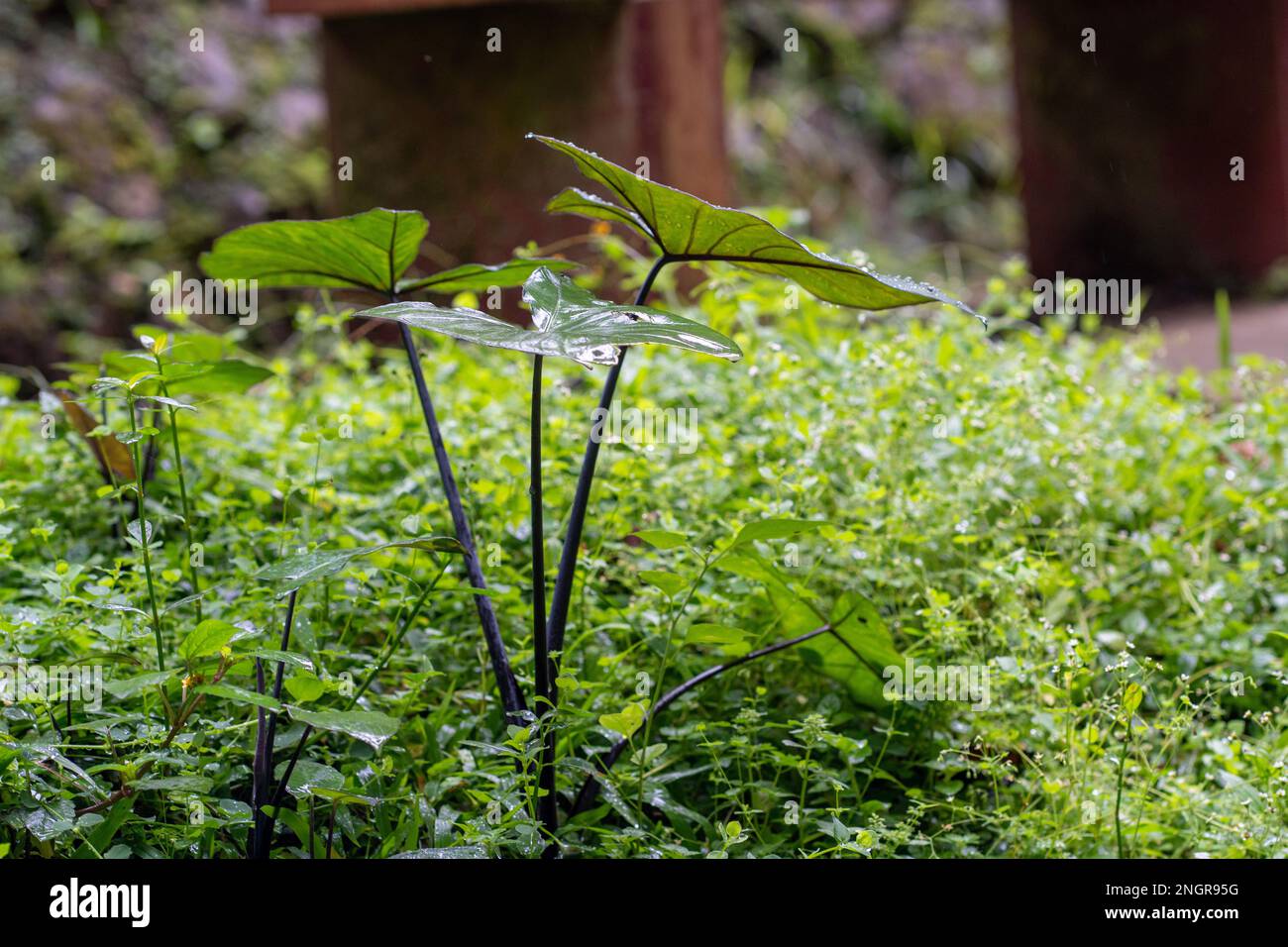 green taro leaves in the middle of humid nature Stock Photo - Alamy