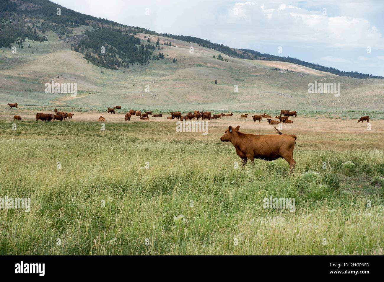Red angus cattle in a meadow in the upper Lost River Basin, Idaho Stock ...