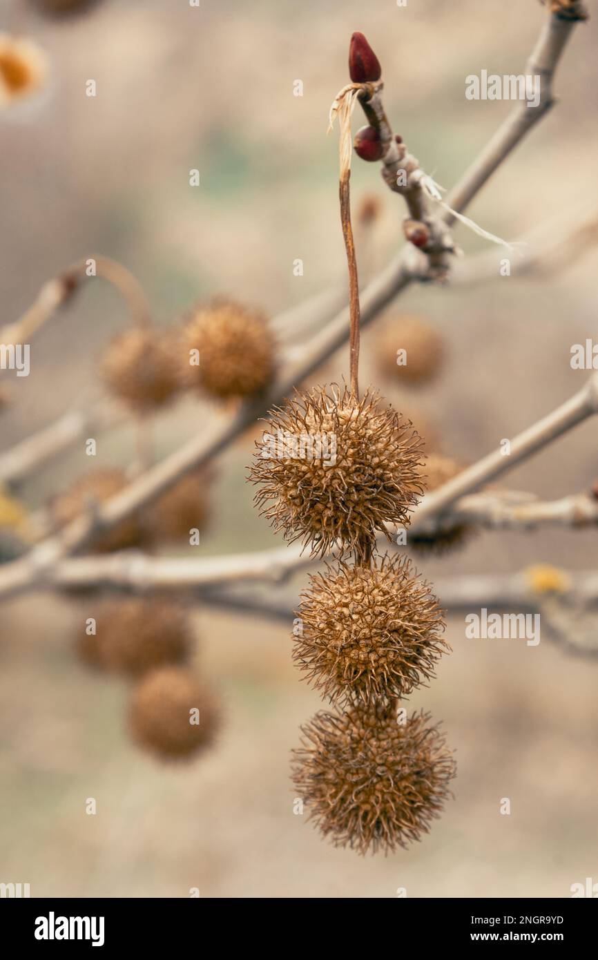 Plane tree fruits on the branches in early spring Stock Photo - Alamy