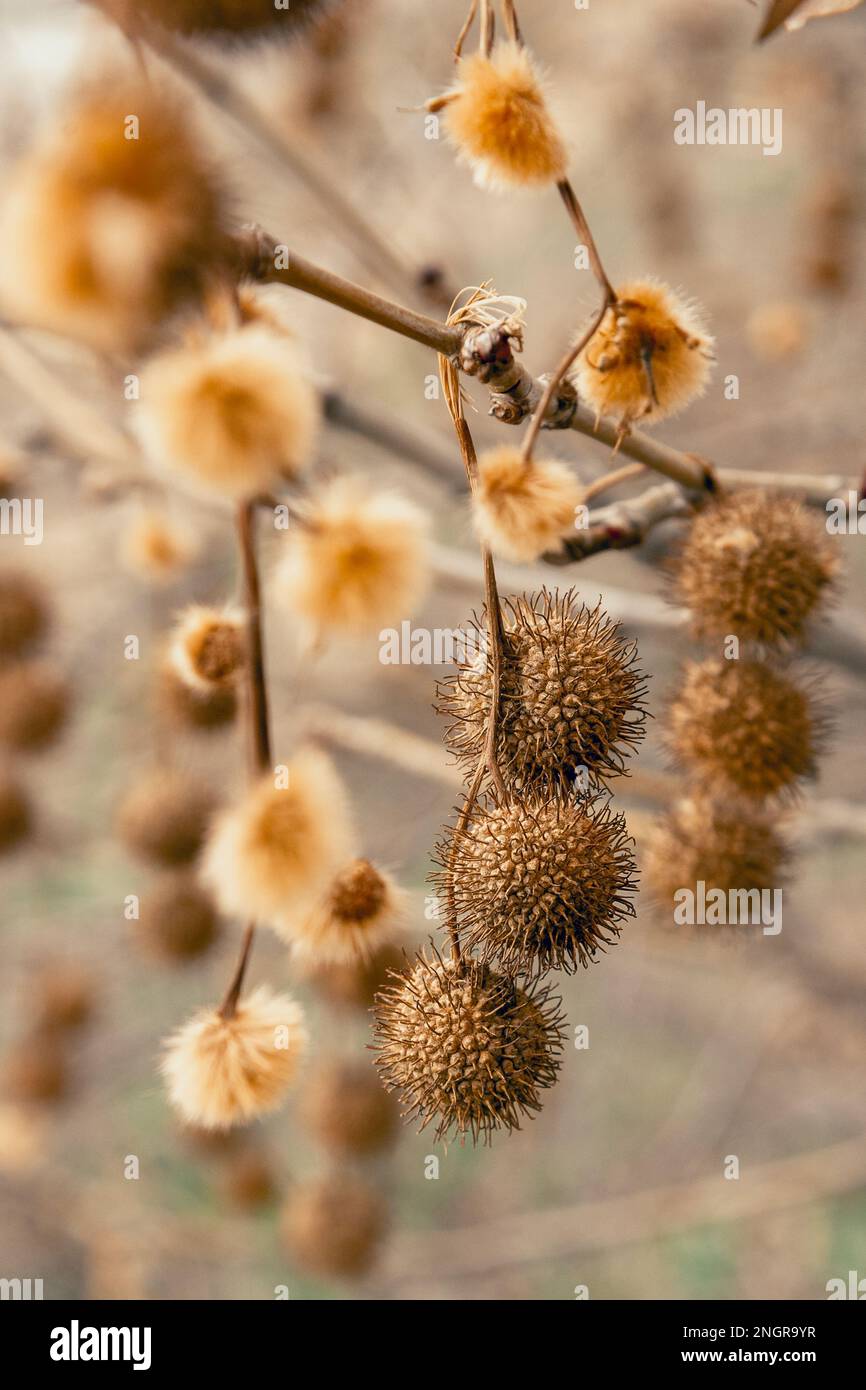 Plane tree fruits on the branches in early spring Stock Photo - Alamy
