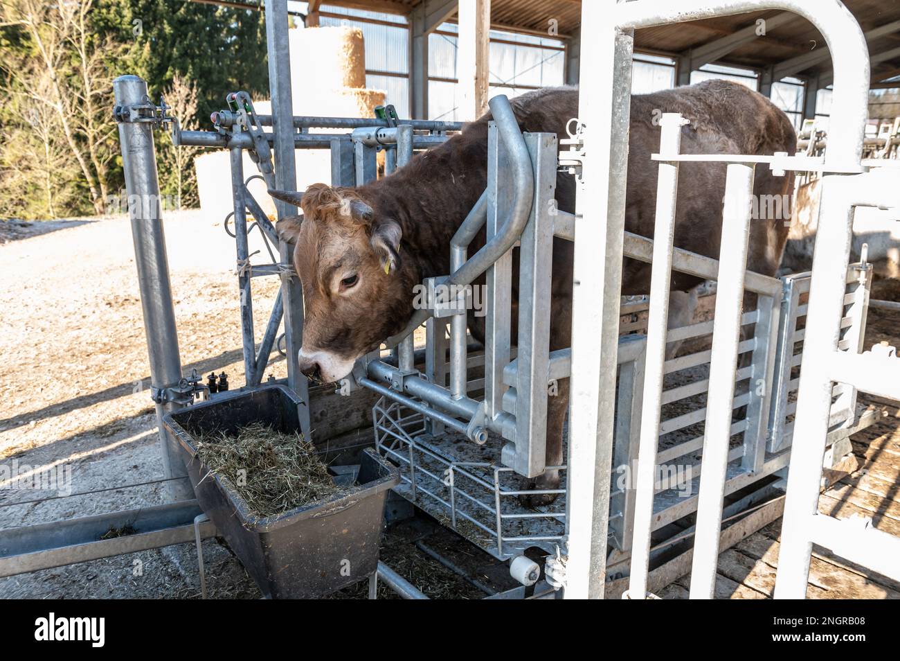 Cow Slaughterhouse Process