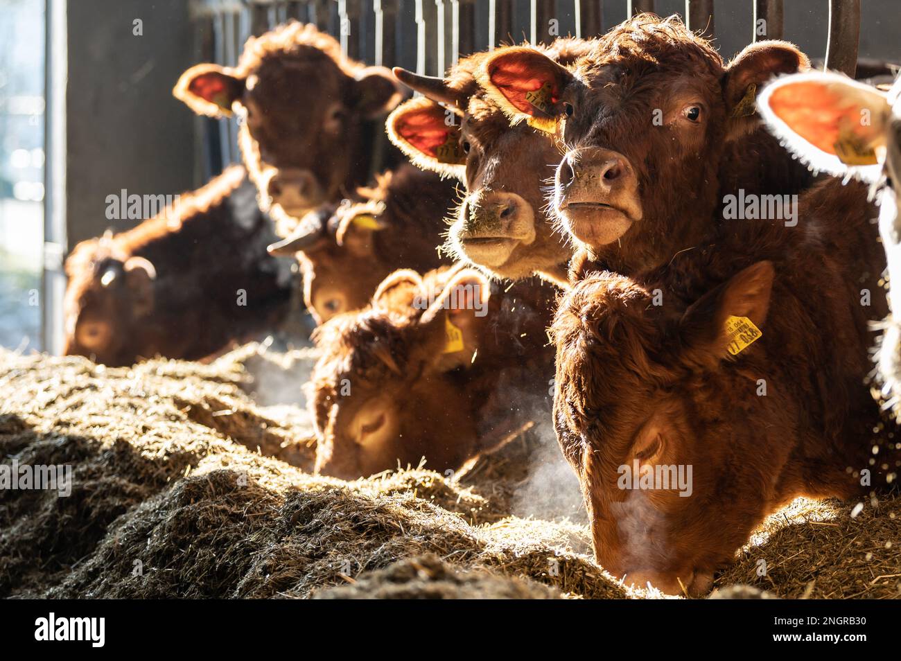 Cattle dying hi-res stock photography and images - Alamy