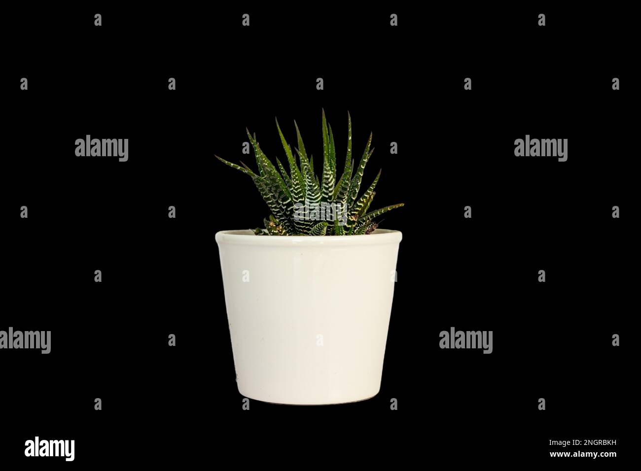 Haworthia zebra cactus in white ceramic pot isolated on black ...