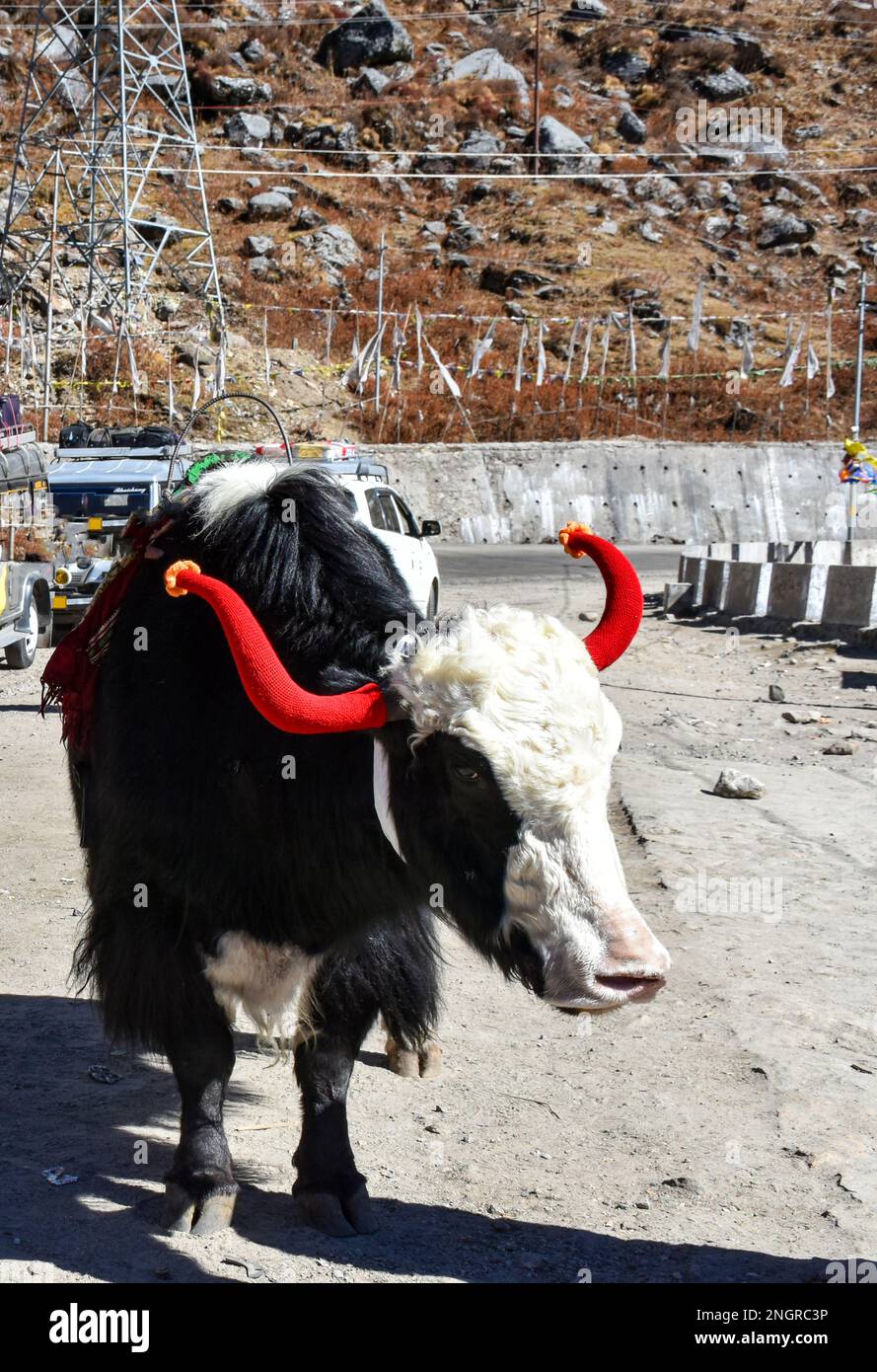 The domestic Himalayan yak, also known as the Tartary ox, is a species ...