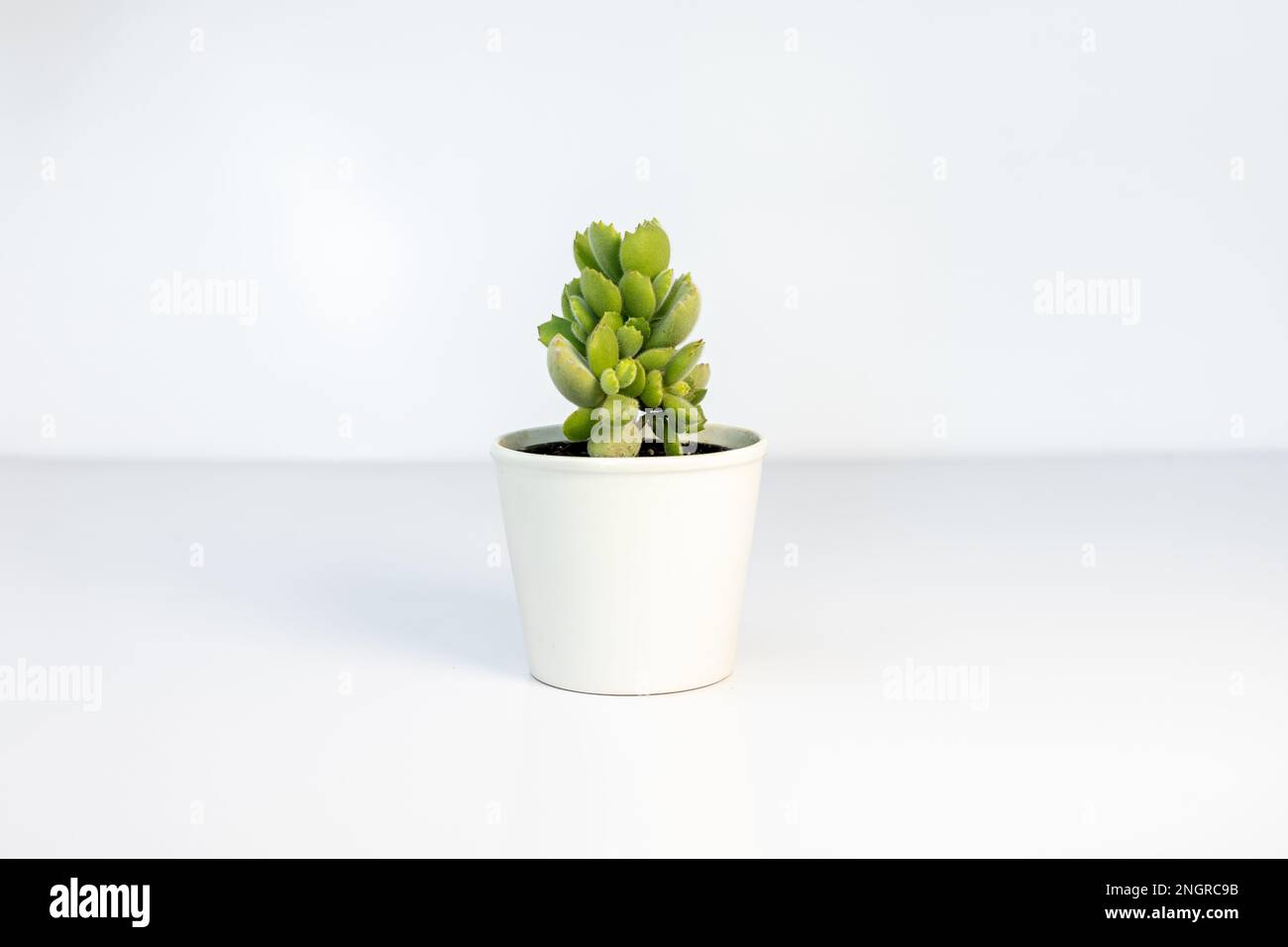Beautiful bear paws spongy leaves succulent plant in a white ceramic ...