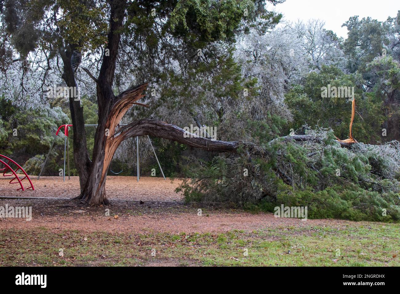 A cedar tree limb broke off from the weight of the ice during a winter ...