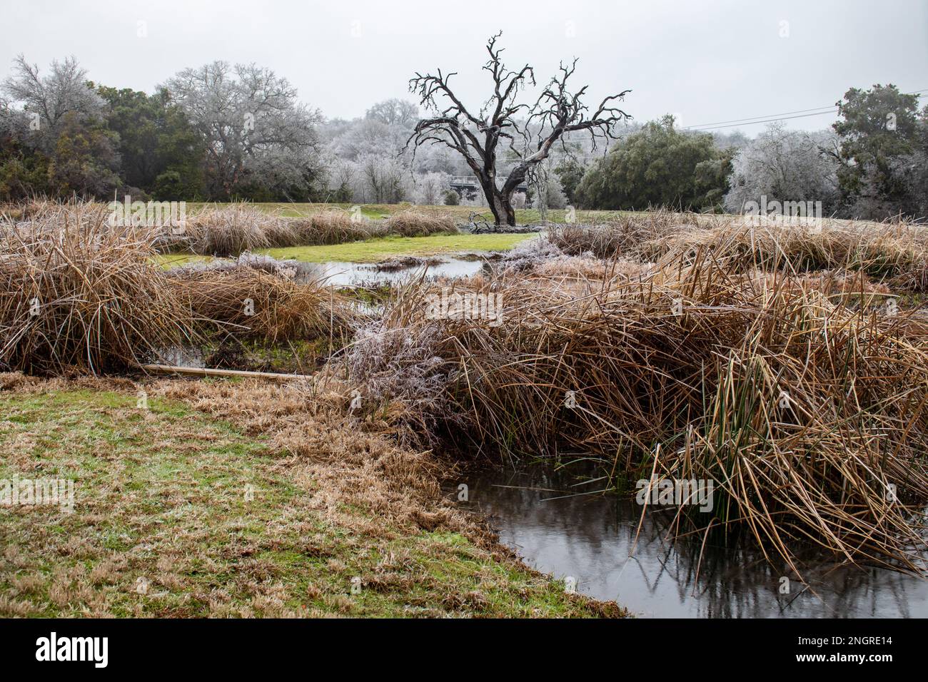 Frozen forests with tall grass covered in ice after a winter storm in ...