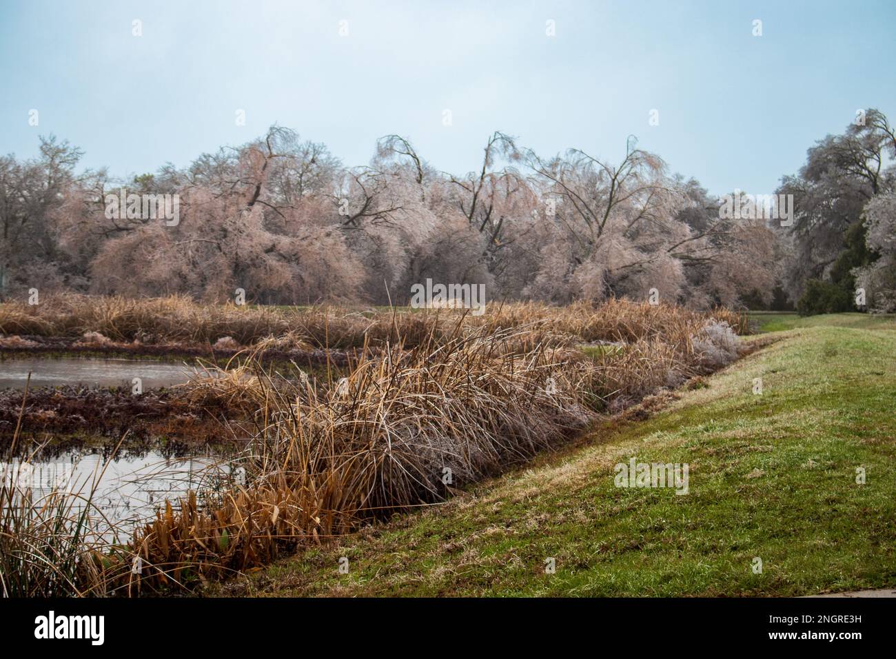 Frozen treeline with a pond and tall frozen grass in a public park ...