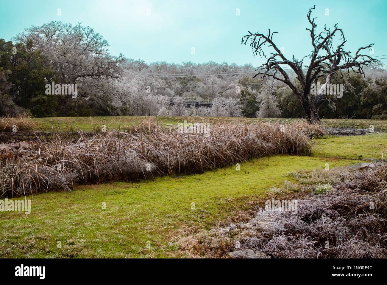 Beautiful crystal ice-covered trees in a forest and landscape at a ...