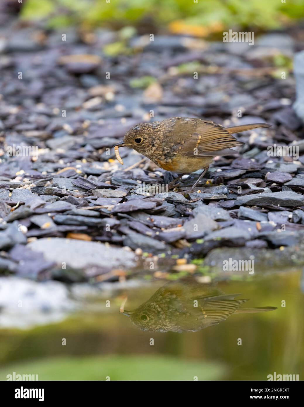 European Robin [ Erithacus rubecula ] with mealworm in its beak / bill ...