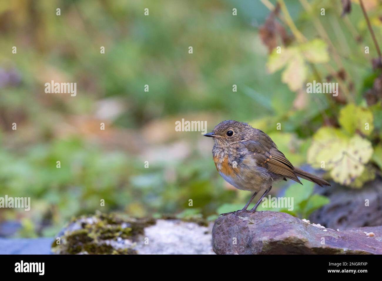 Fledged robin hi-res stock photography and images - Alamy