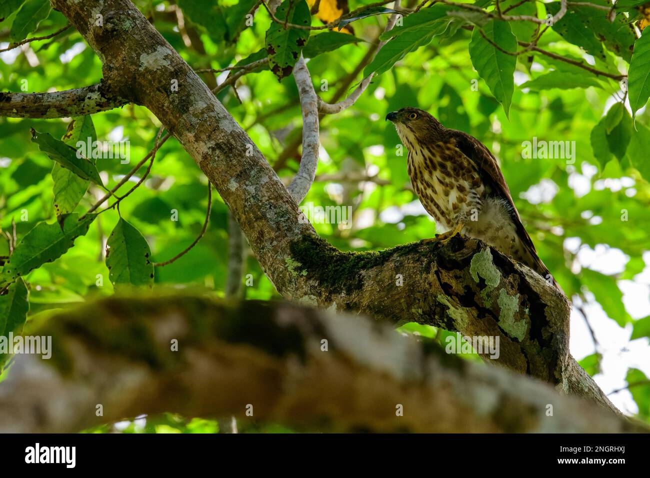 The crested goshawk is a bird of prey from tropical Asia. It has short ...