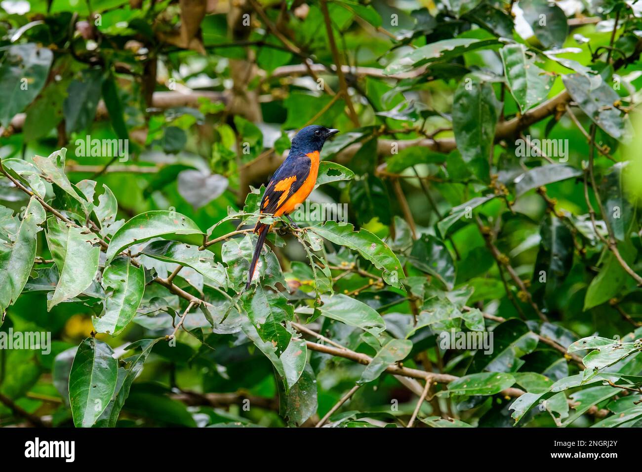 Western ghats flora fauna hi-res stock photography and images - Alamy