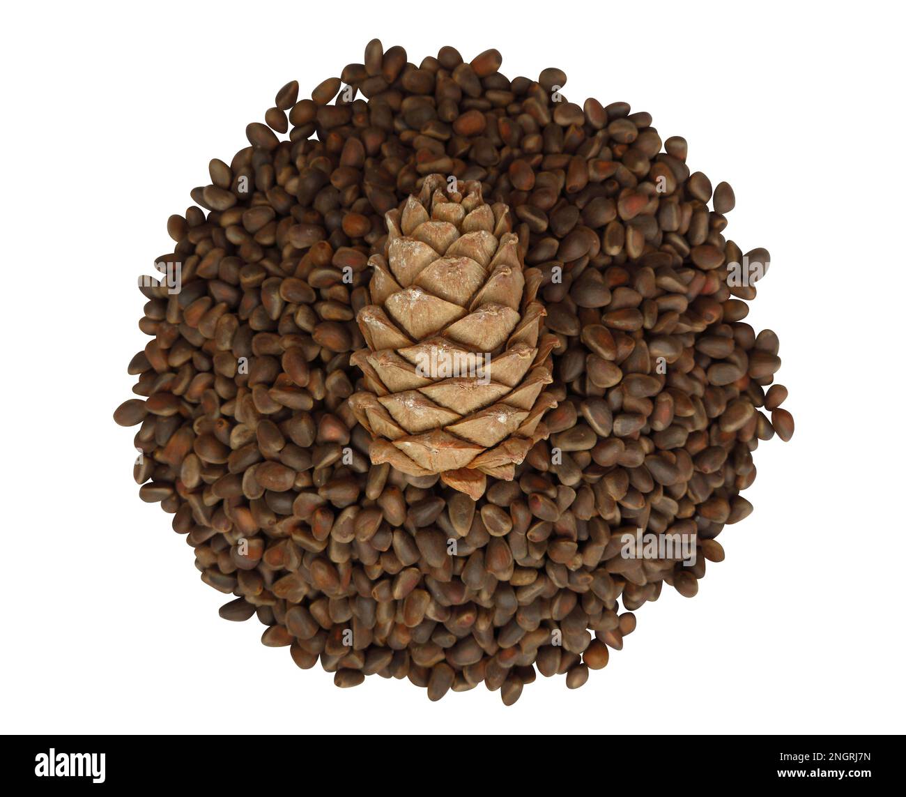 Cedar cone on cedar seeds, isolated on white. Clipping Path included ...