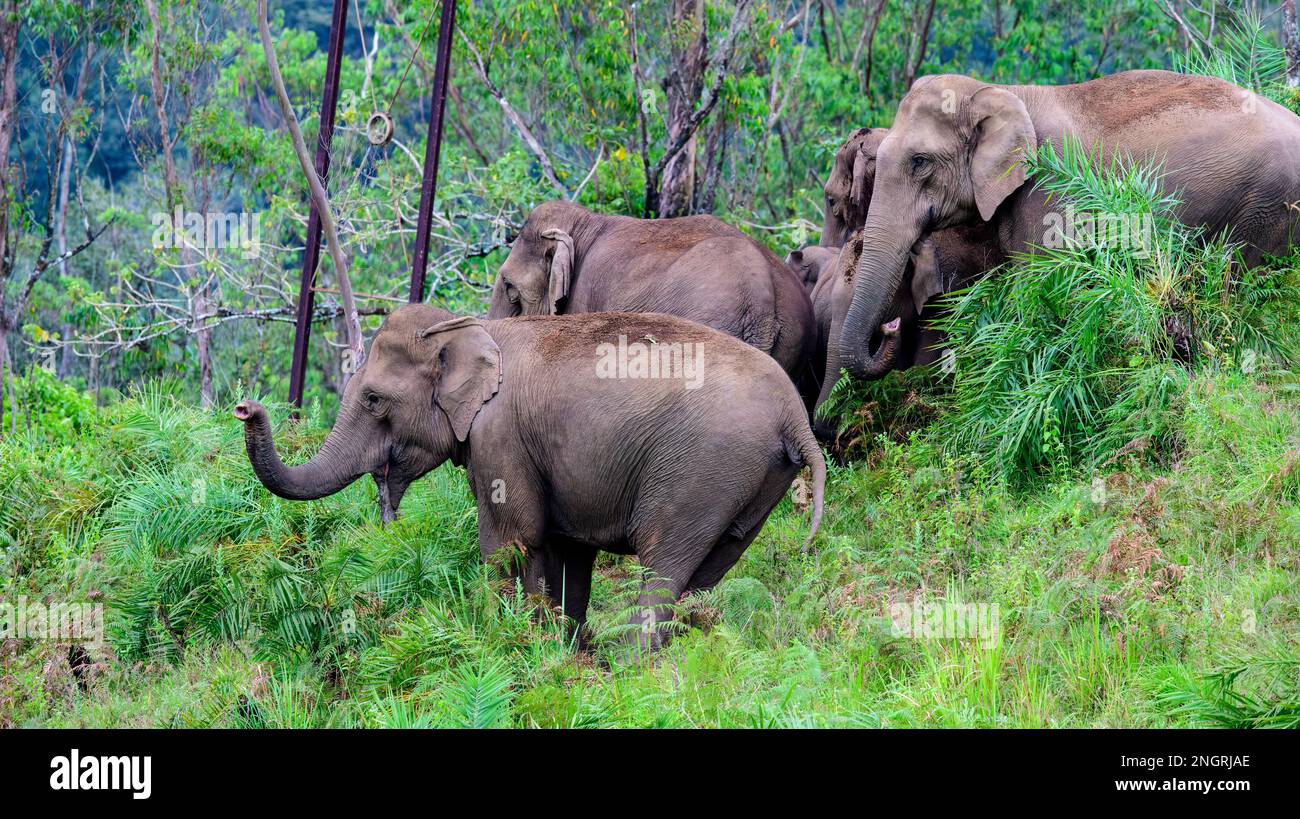 The heard of wild elephants in Kerala forest Stock Photo - Alamy