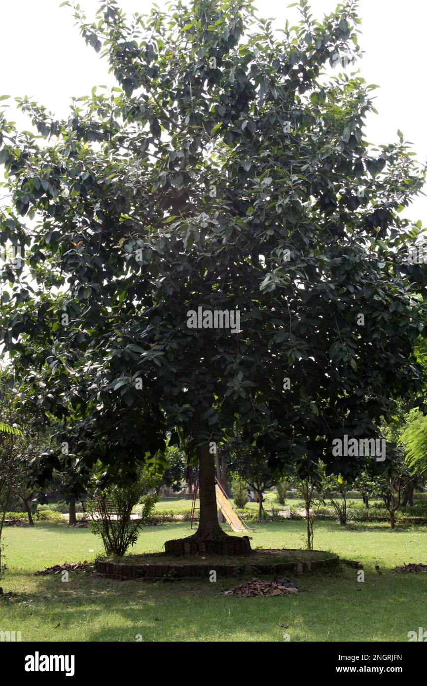 Indian Banyan tree (Ficus benghalensis) with dense foliage : (pix ...
