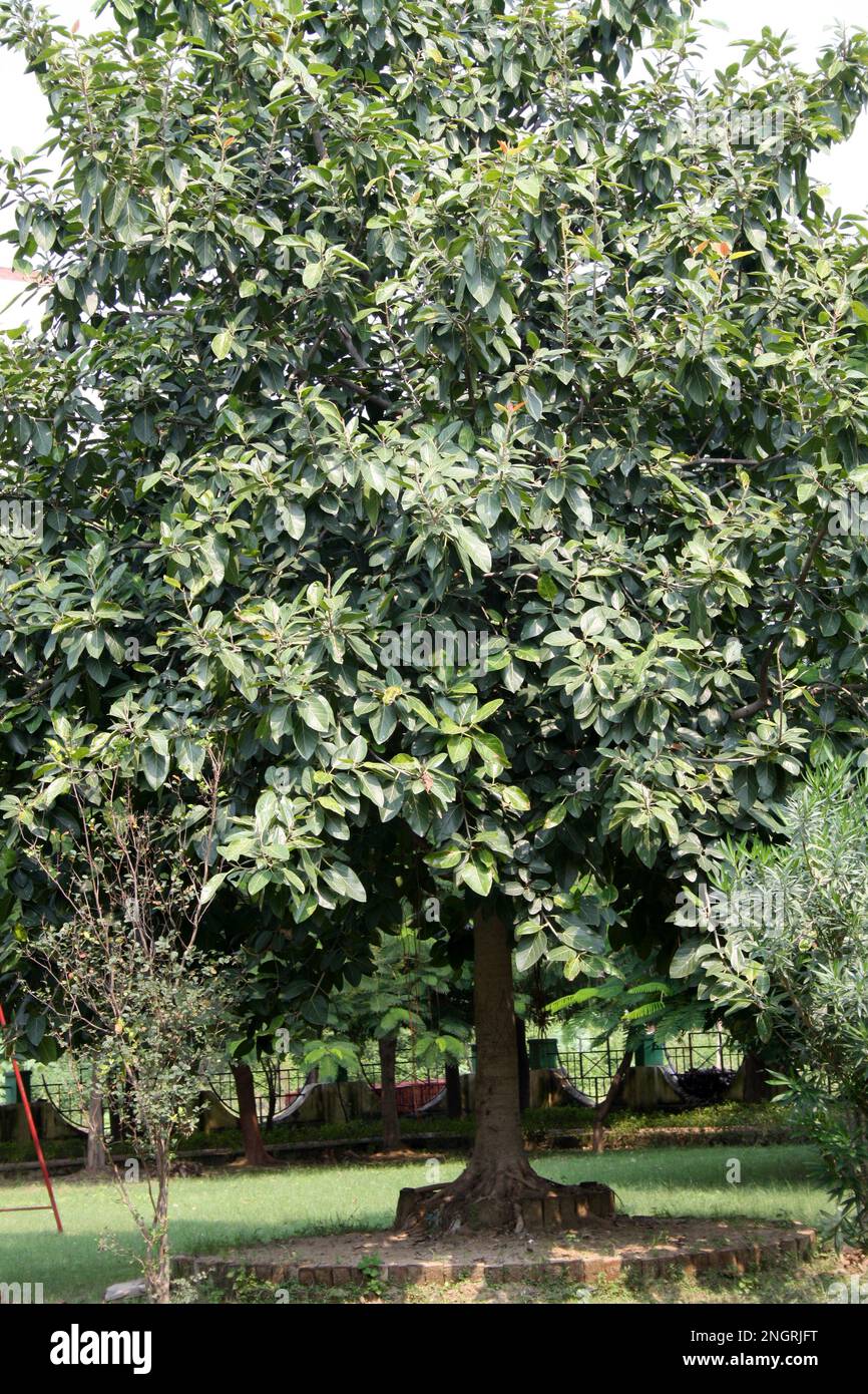 Lord adhinath hi-res stock photography and images - Alamy