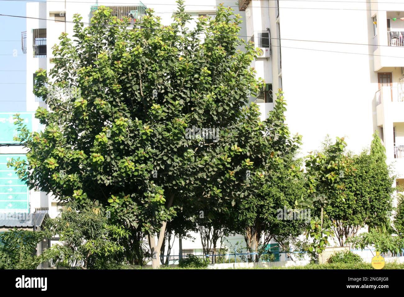 Indian Banyan tree (Ficus benghalensis) with dense foliage : (pix ...