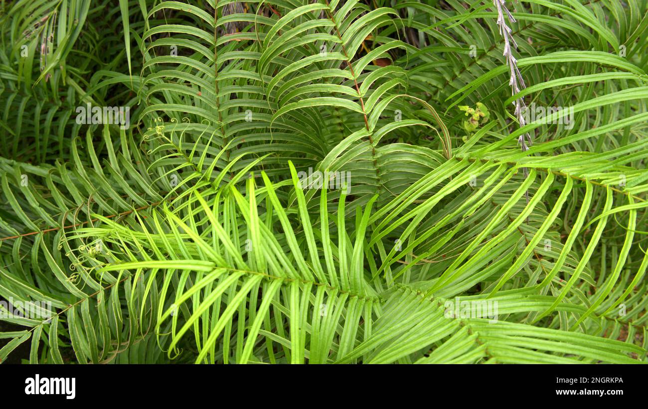 Fern Wild Plants (Polypodiophyta) Are Greenish In Color, Seen From ...