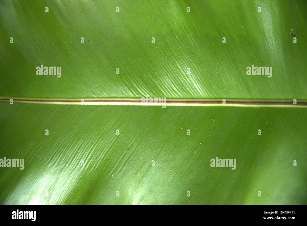 Close Up View, Leaf Texture Of An Ornamental Plant Banana Or (Calathea ...