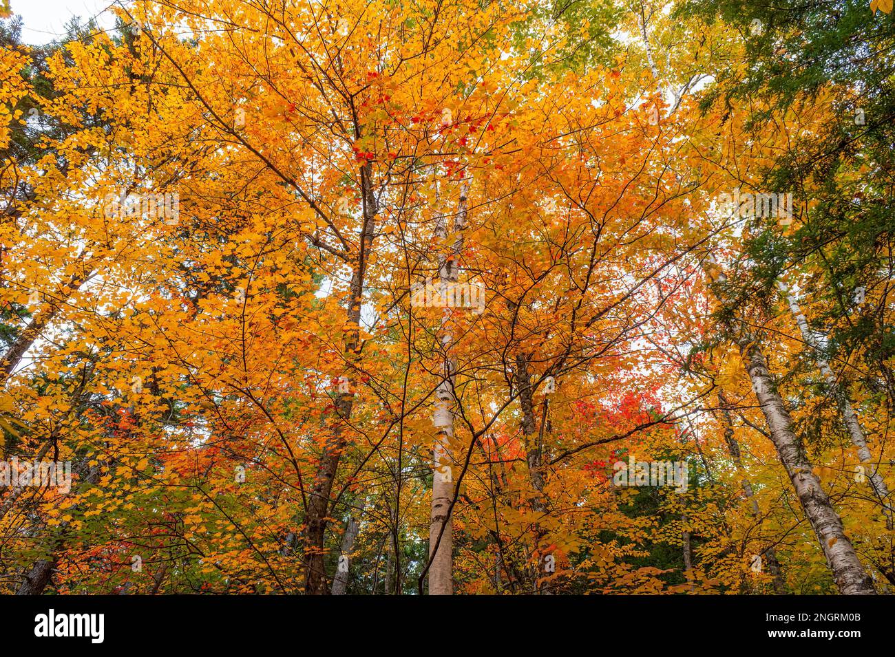 Canopies of sugar maple and birch trees at peak fall foliage, in golden ...