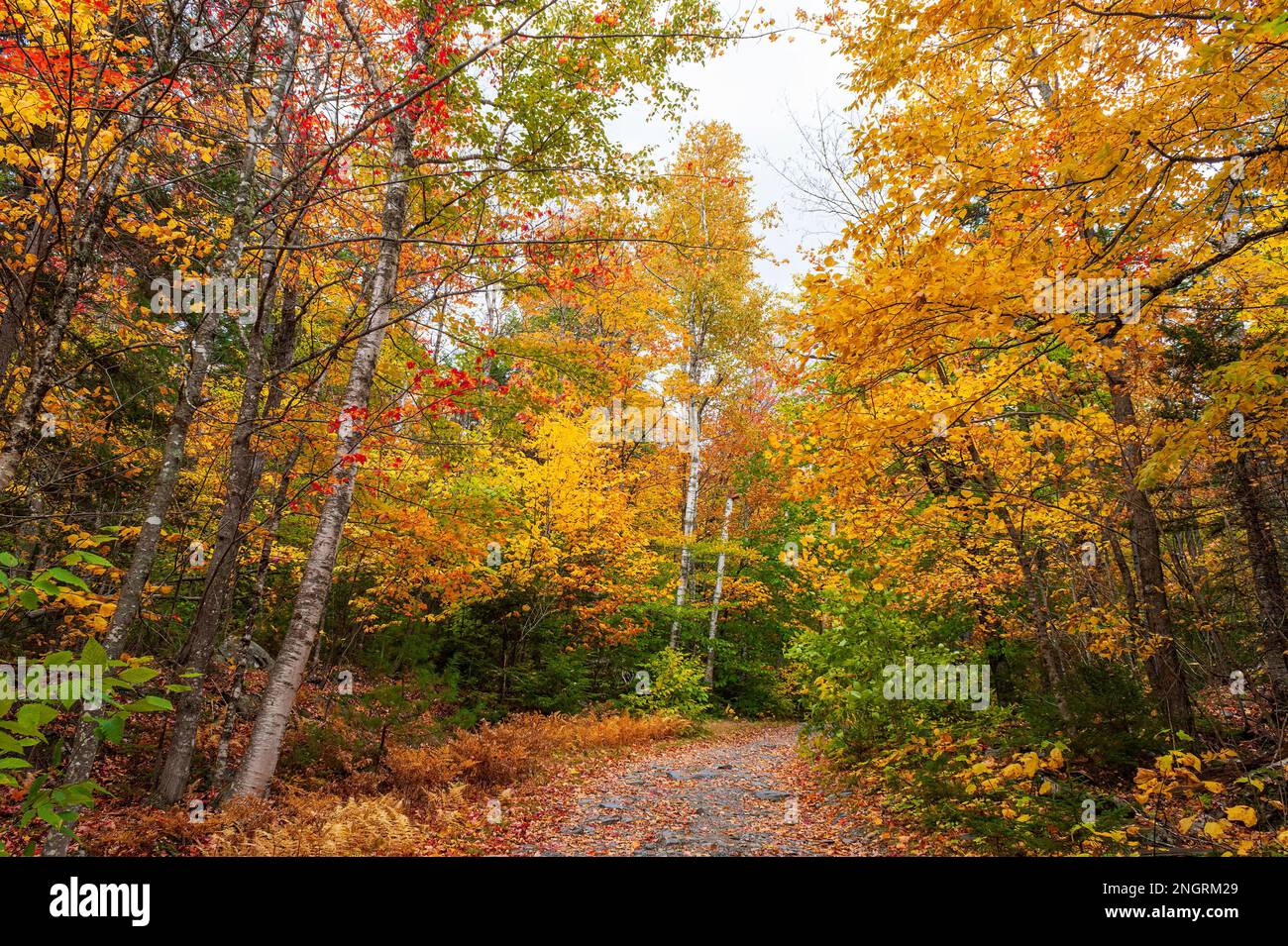 Mountain road through a hemlock-hardwood forest in full peak foliage. Maple, beech and birch ...